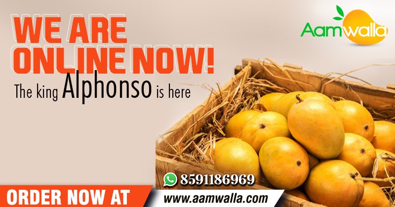 Small Size Alphonso Mangoes (Upto 200 gms each) - Aam Walla